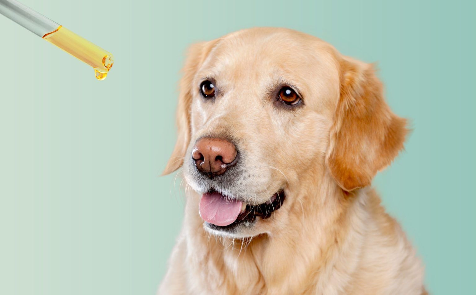 5 Health Benefits Of Omega-3 Fish Oil Supplements For Pets